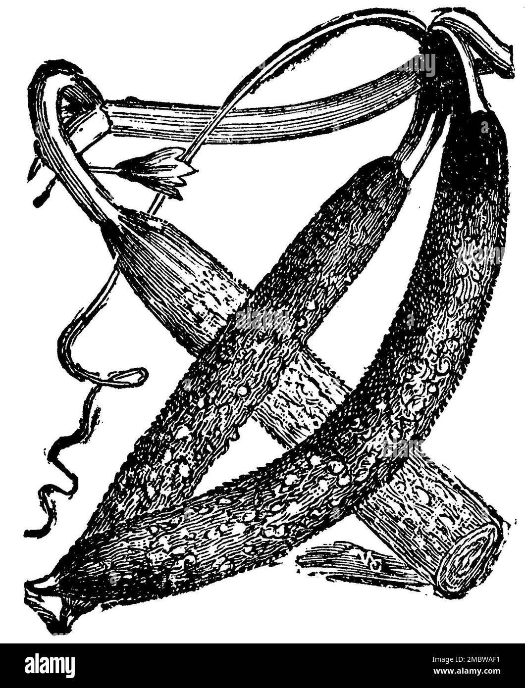 cucumber, variety: Mixed Pickles, Cucumis sativus, anonym (cookbook ...