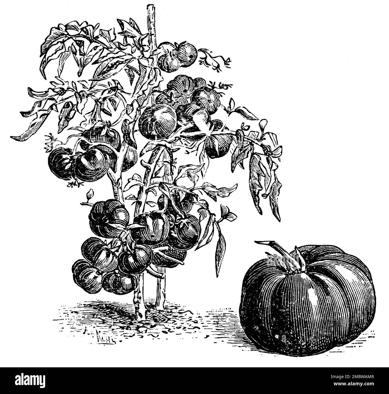 tomato, right: fruit, Solanum lycopersicum, A. Kohl (garden book, 1911 ...