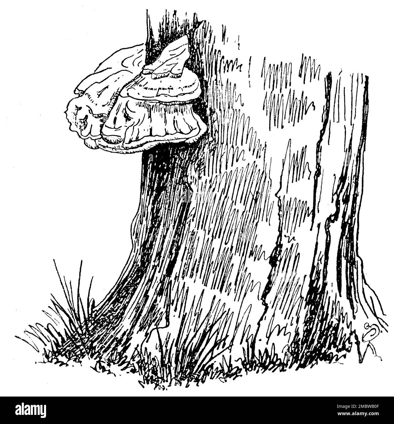 chicken-of-the-woods on the trunk of a cherry tree, Laetiporus ...