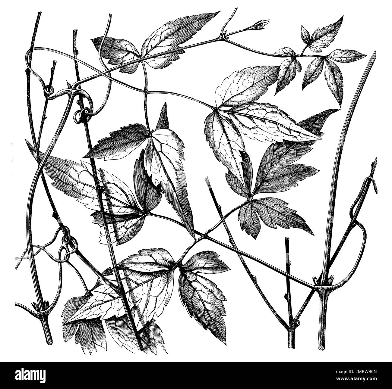 Alpen clematis Black and White Stock Photos & Images - Alamy