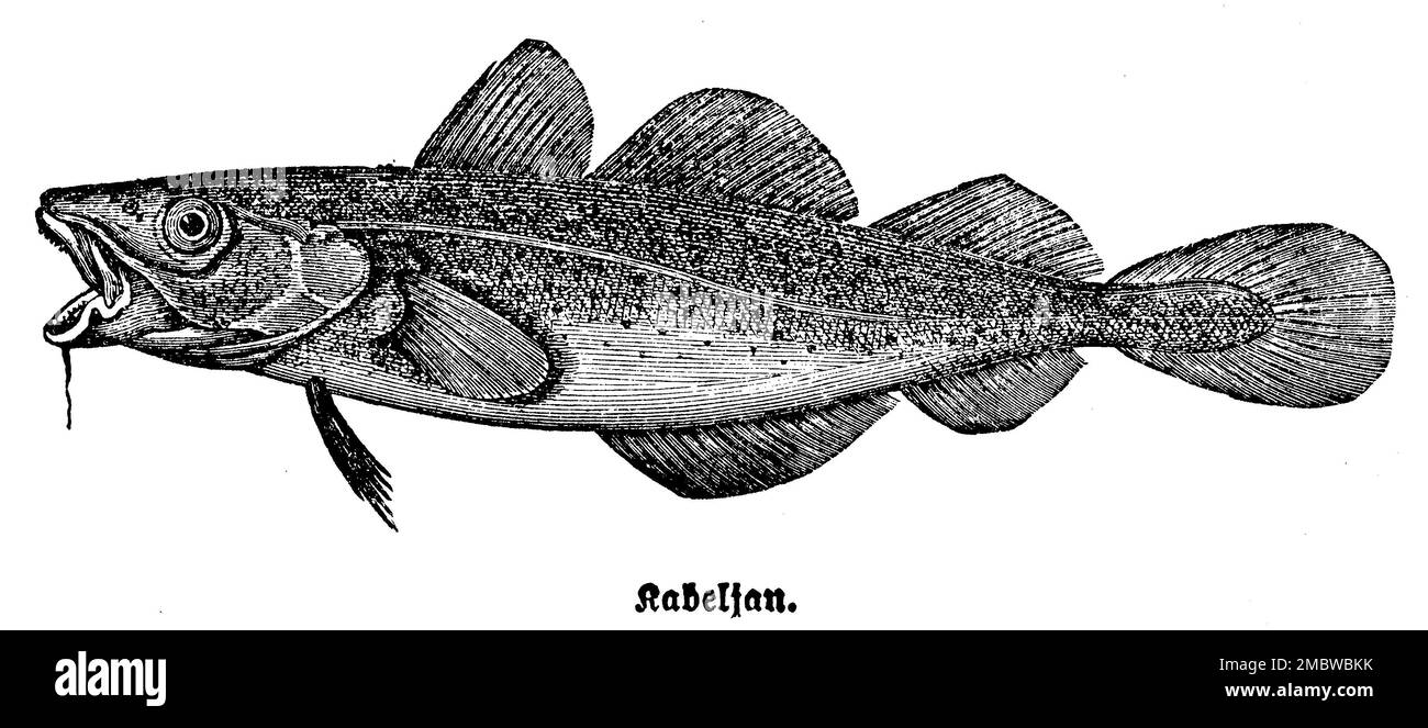 Atlantic cod, Gadus morhua, (cookbook, 1900), Atlantischer Kabeljau ...
