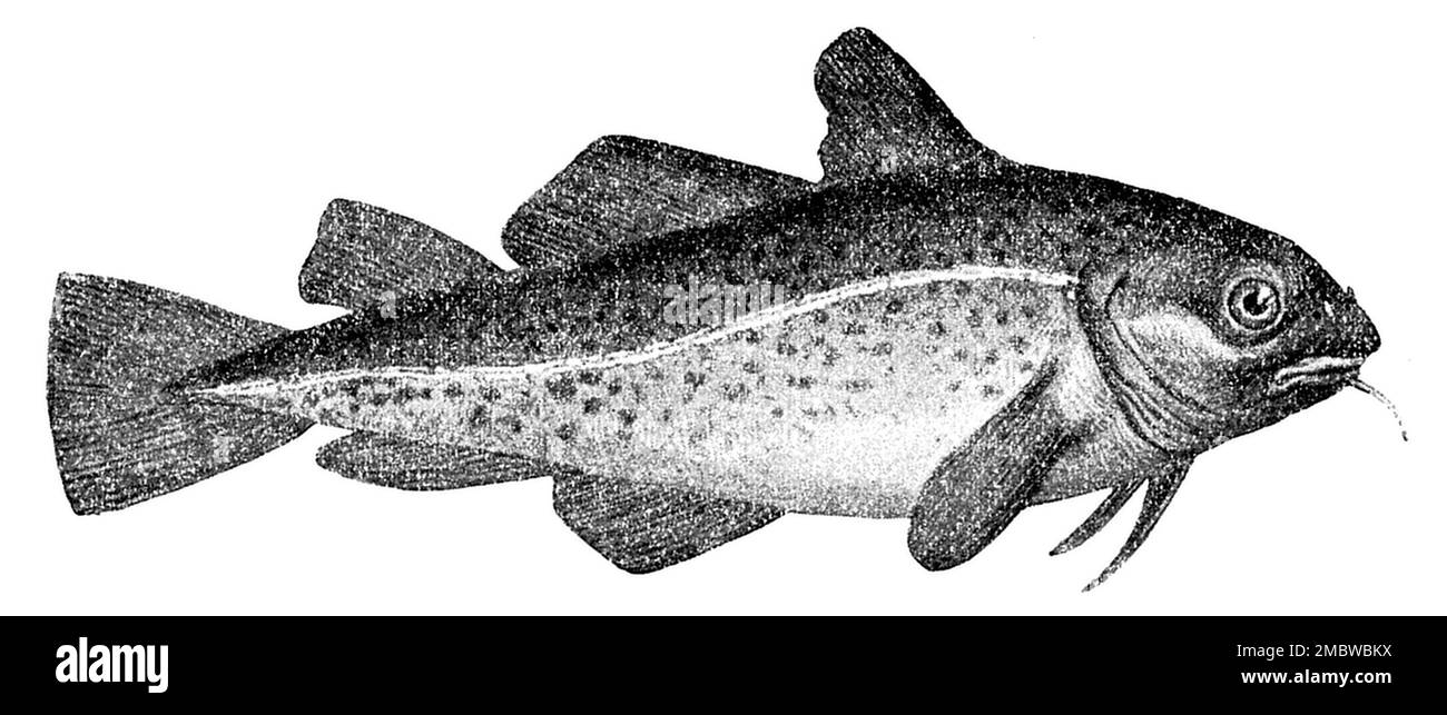Atlantischer kabeljau gadus morhua Cut Out Stock Images & Pictures - Alamy