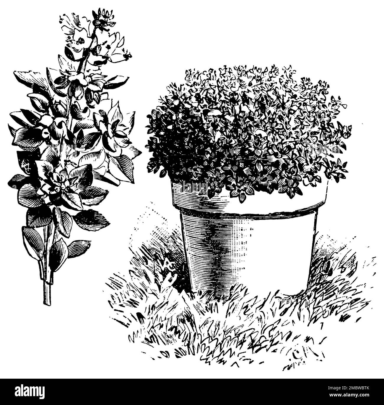 basil, variety: Bush green compact Basil, Ocimum basilicum, (printing ...