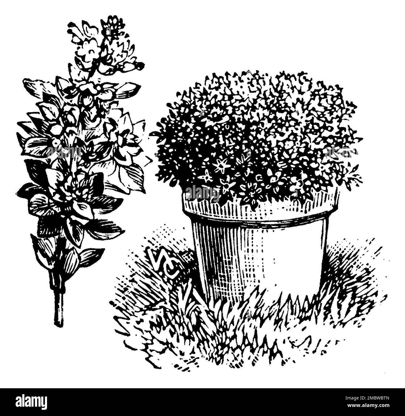 basil, variety: Bush green compact Basil, Ocimum basilicum, (printing ...