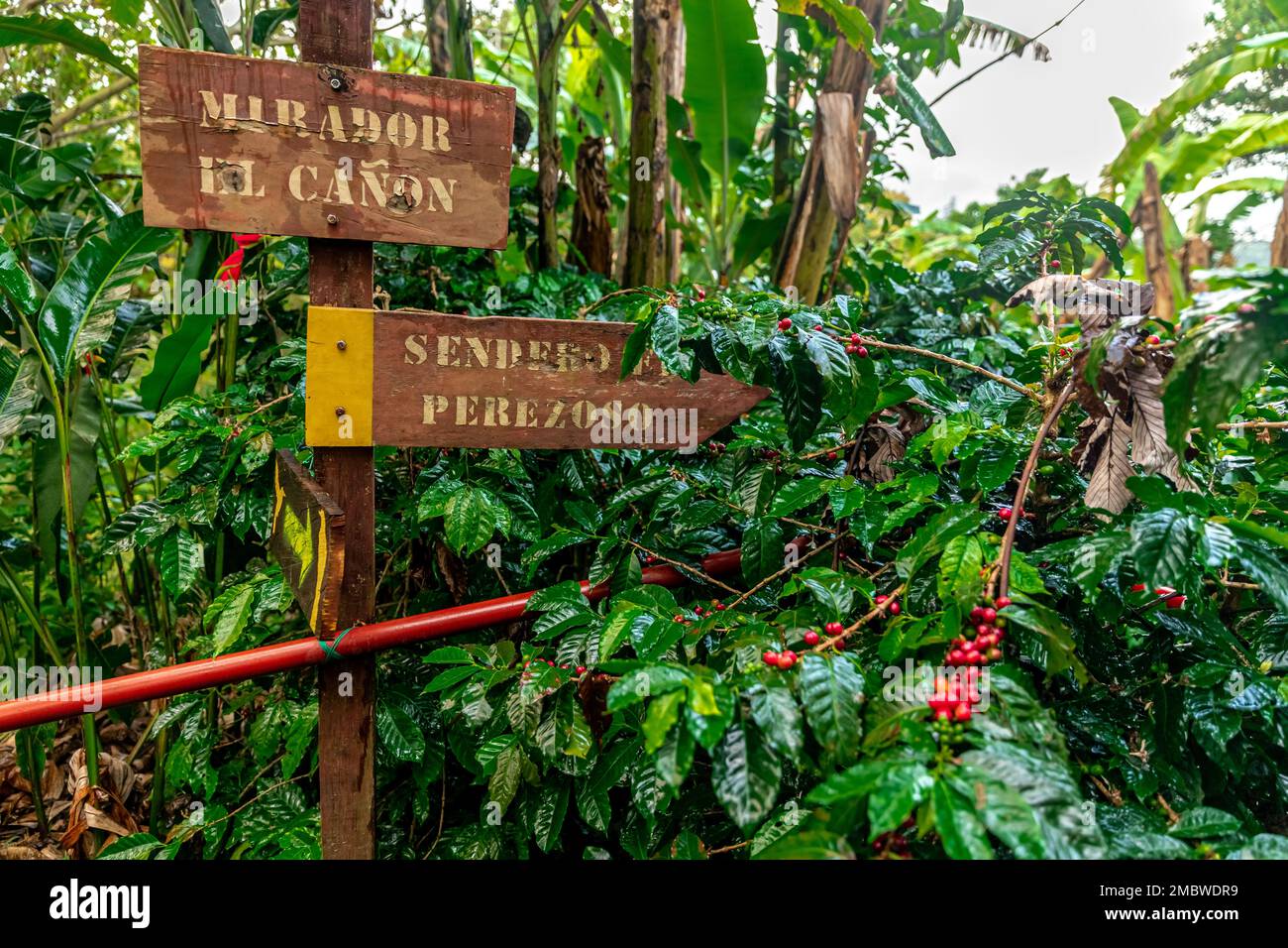 Colombia - October 15, 2022: organic coffee plantation Stock Photo - Alamy