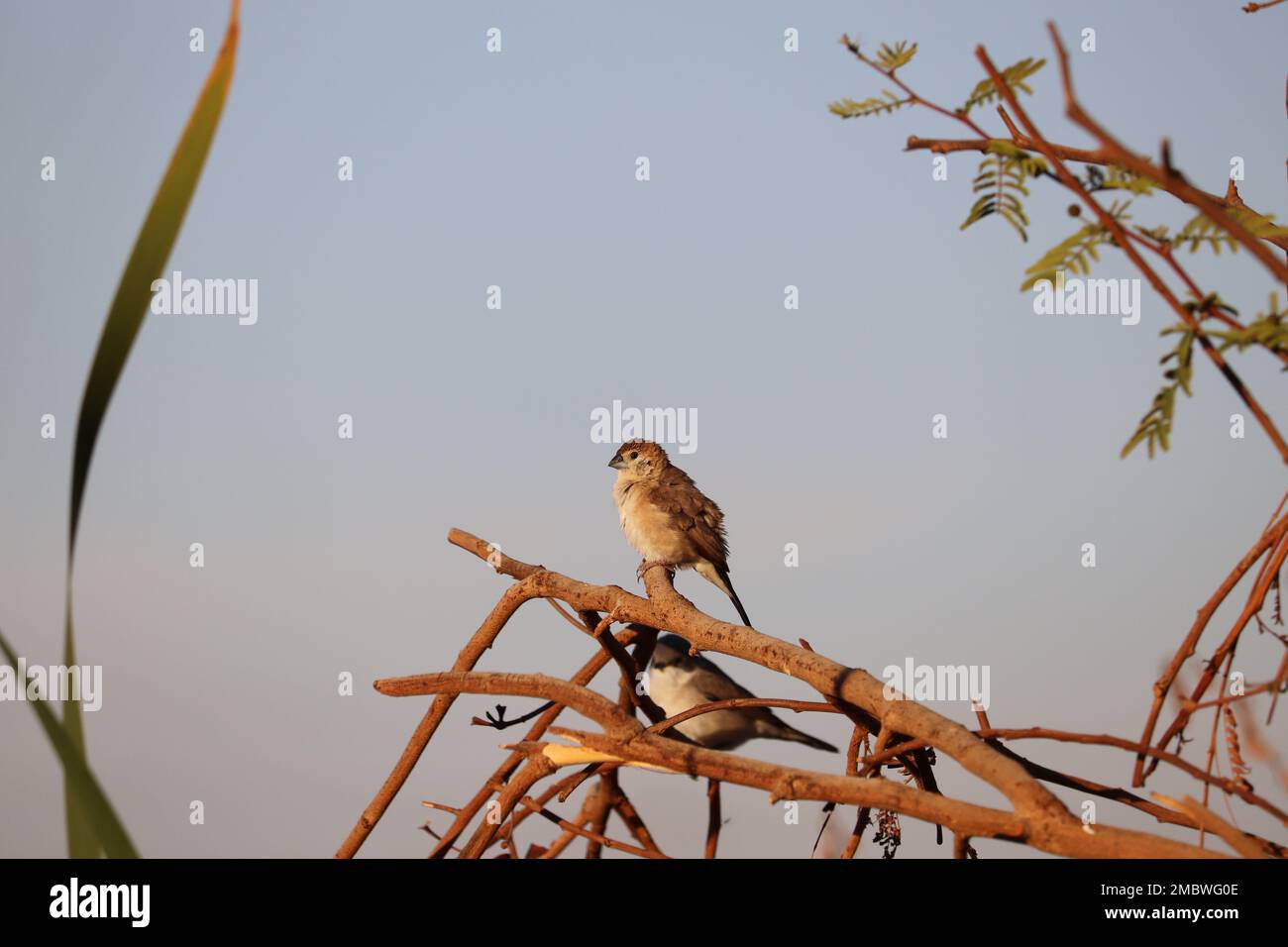 Indian silverbill bird (Euodice malabarica) stands on tree Stock Photo ...
