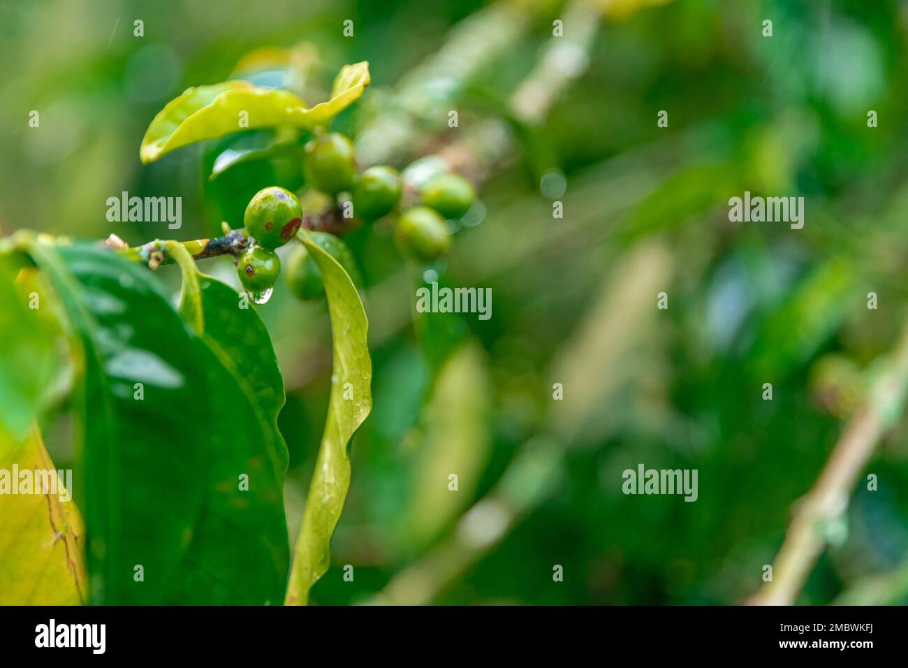 Rain forest café hi-res stock photography and images - Alamy