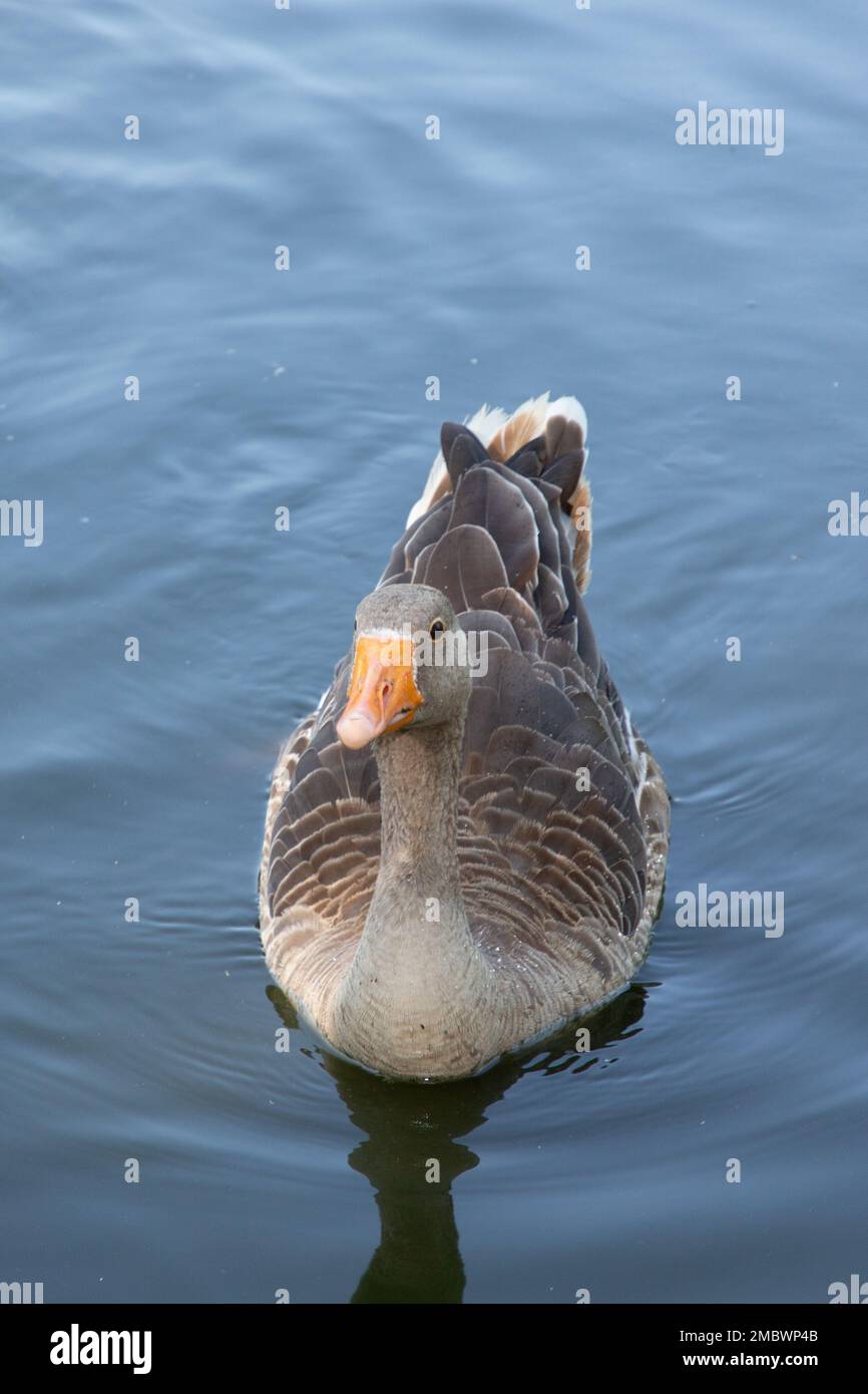 grey domestic goose swims in the lake farmhouse Gray bird Stock Photo ...