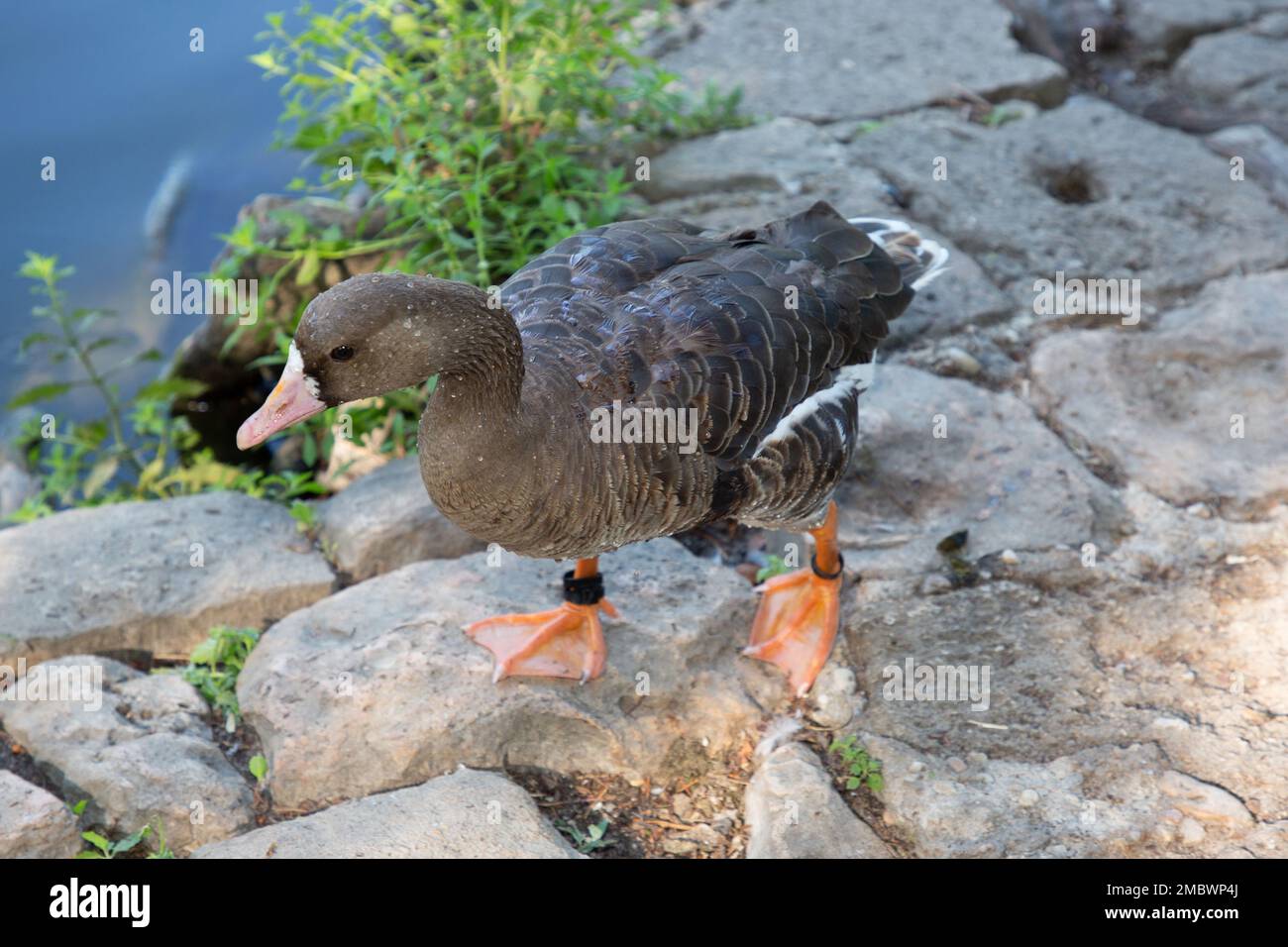 Leg rings hi-res stock photography and images - Alamy