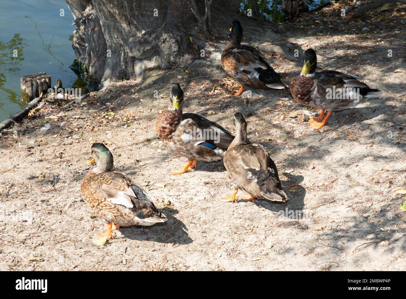 mallard green collar ducks lakeside male and female Stock Photo - Alamy