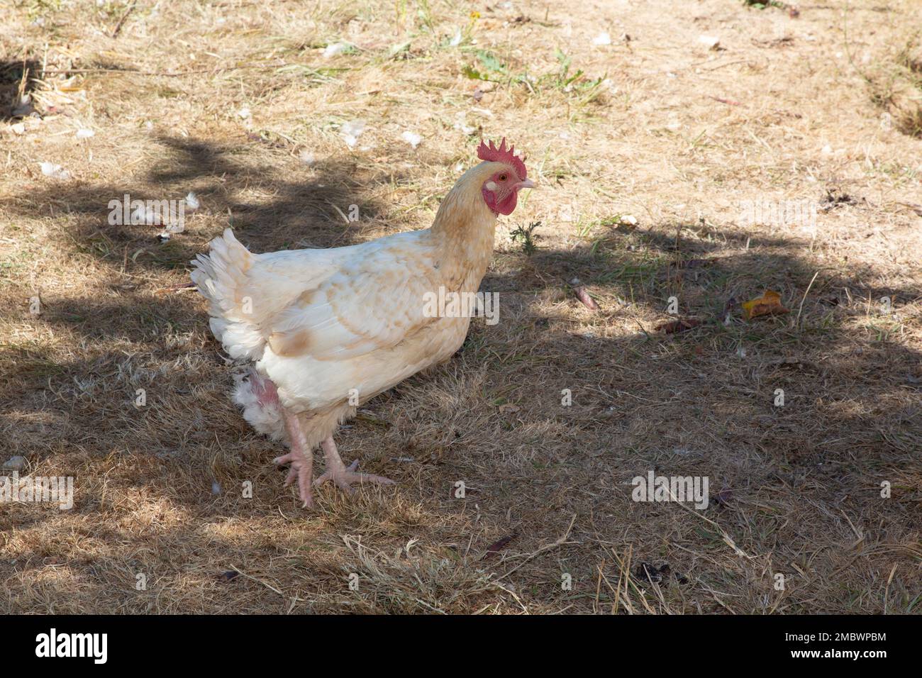 hen alone in the gardenRooster with red comb domestic chicken Stock ...