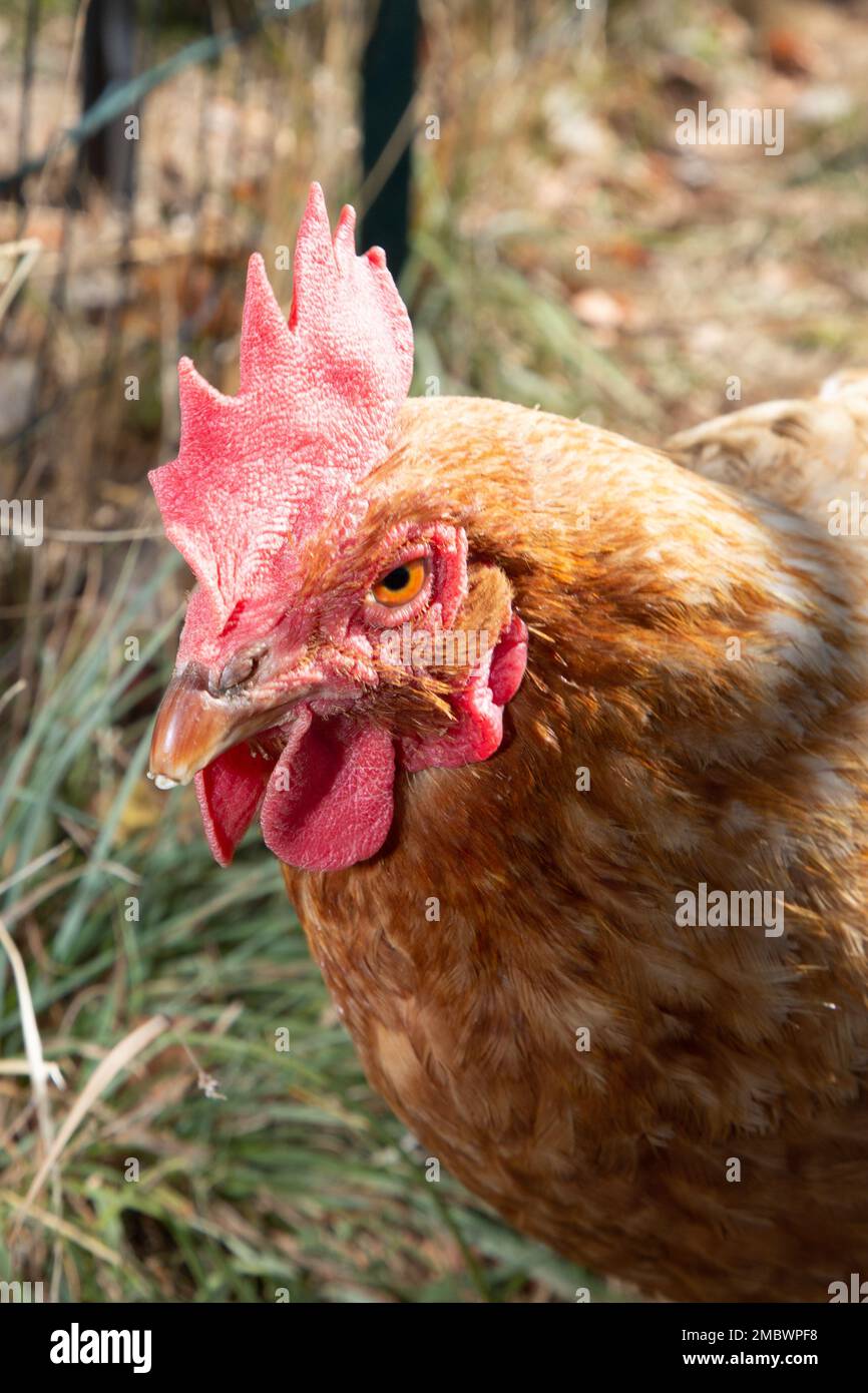chicken head red crest portrait in coop hens house at home garden Stock ...