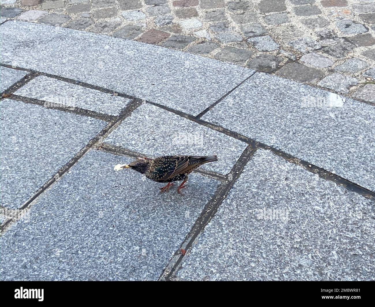 bird Common starling passerine eating bread crumbs in city street Stock ...