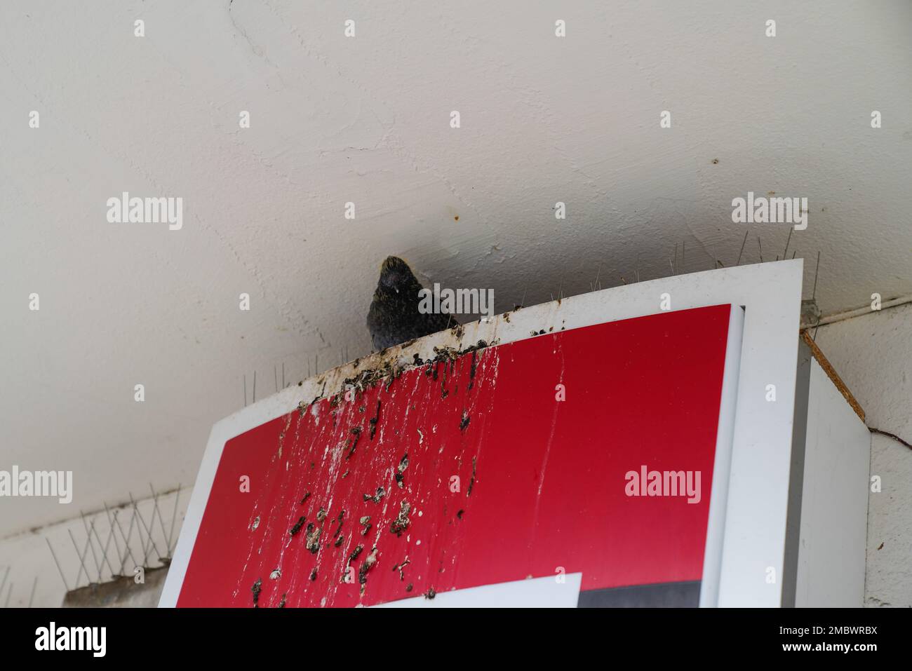 bird pigeon droppings on store sign with poop Stock Photo - Alamy