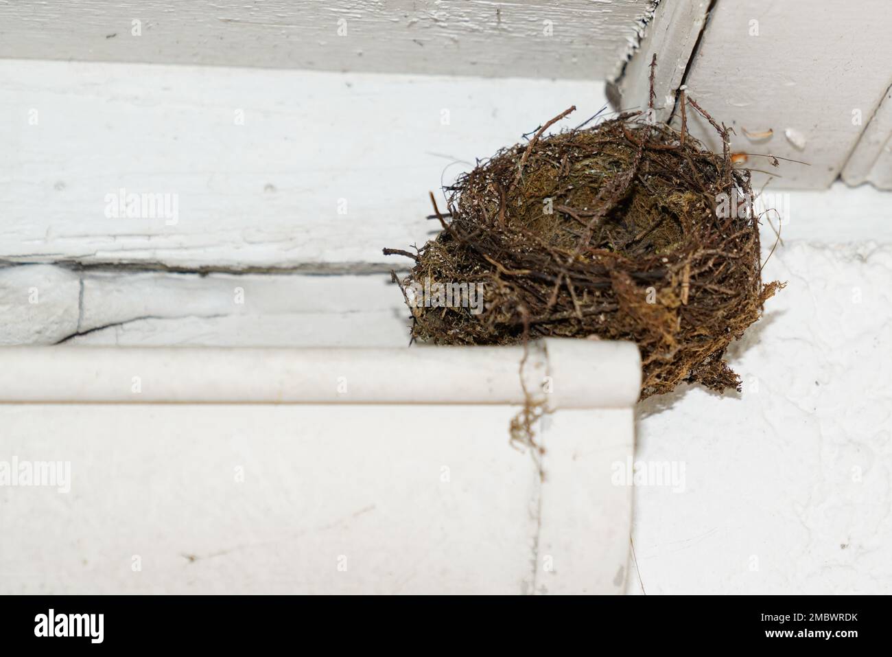 Bird nest in house gutter hi-res stock photography and images - Alamy