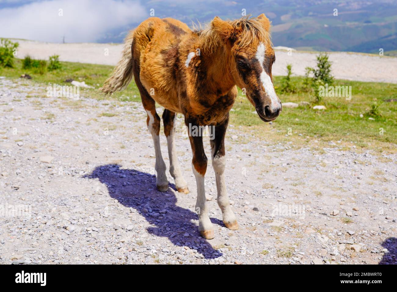 young horse foal in the Basque Pottok Mountains Stock Photo - Alamy