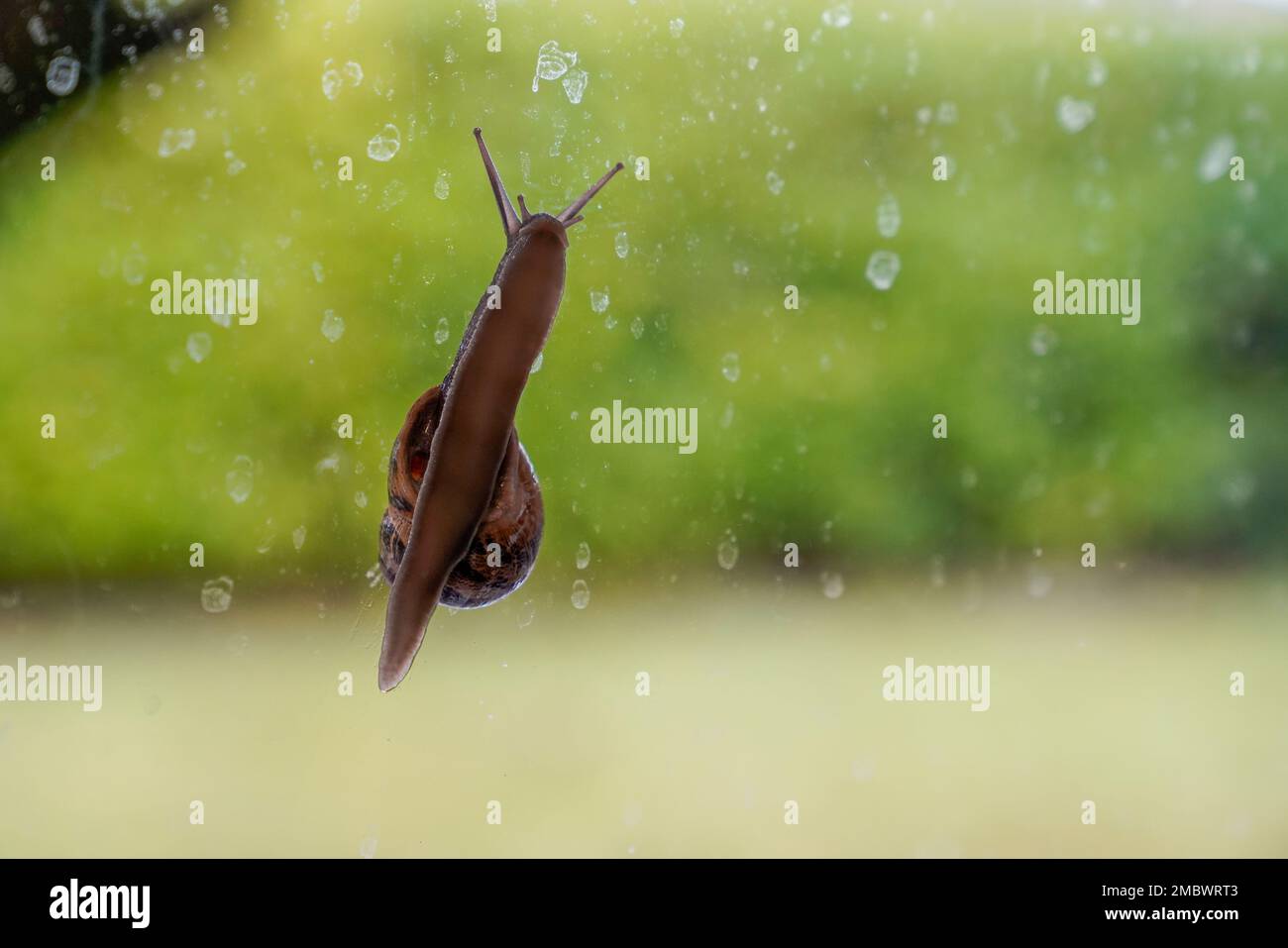snail crawling on glass bottom view slug on window seen from below of ...