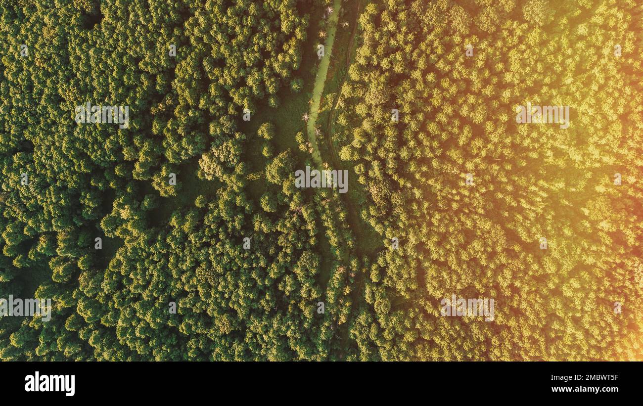 Aerial View Of Green Forest Landscape. Top View From High Attitude In ...