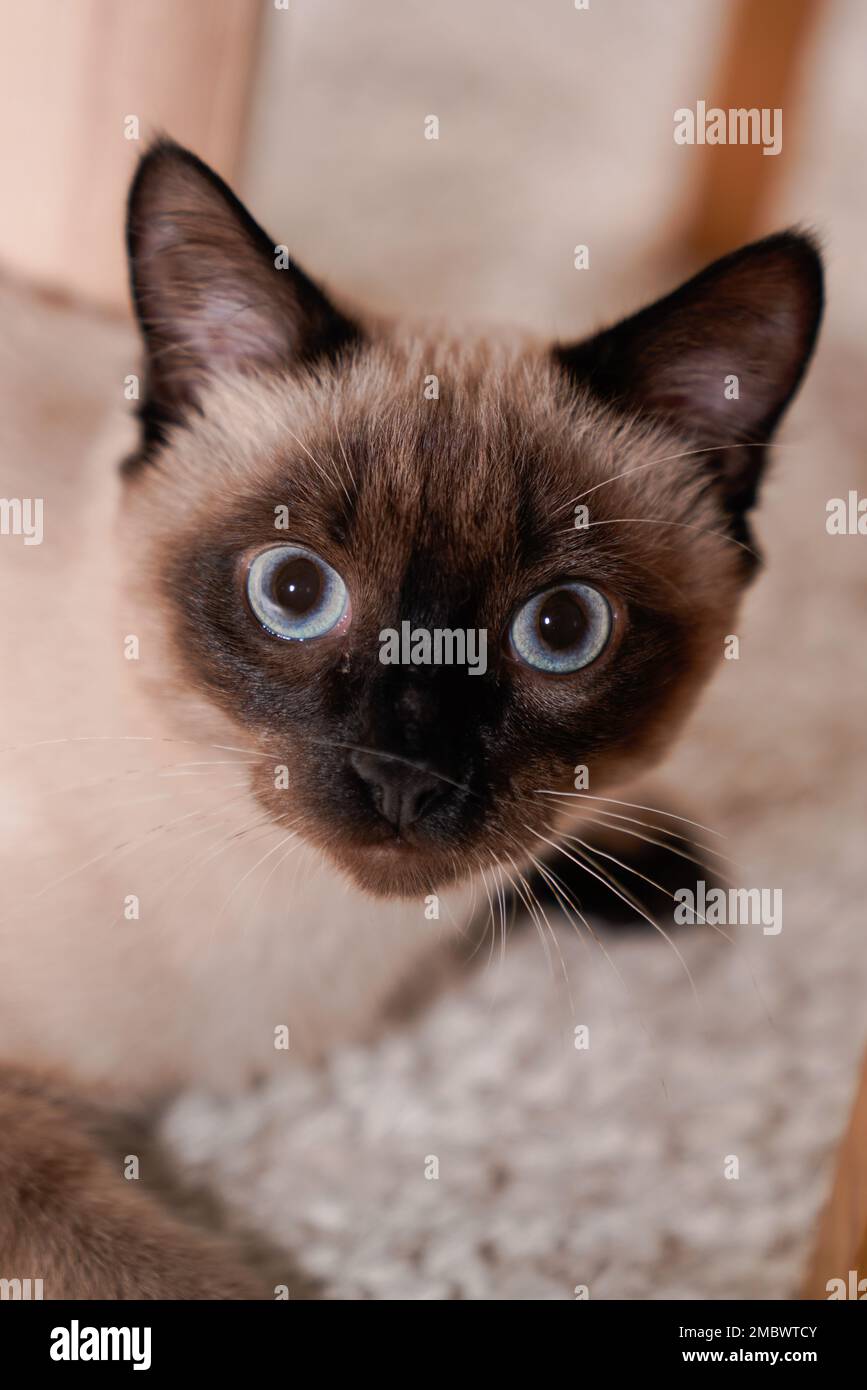 Siamese cat blue eyes portrait at home Stock Photo - Alamy