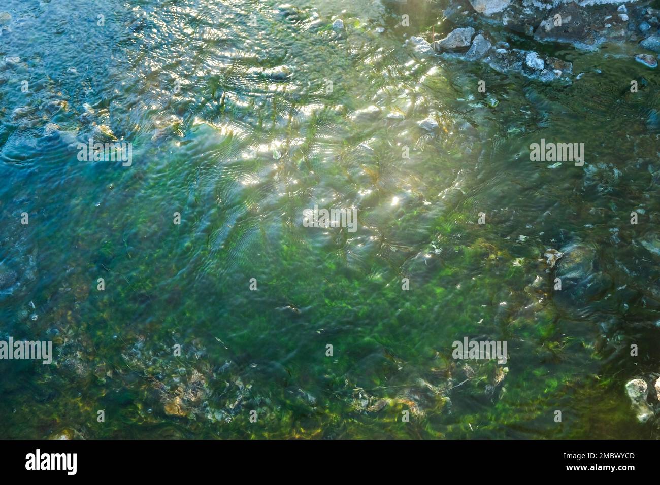Green algae stones in river hi-res stock photography and images - Alamy