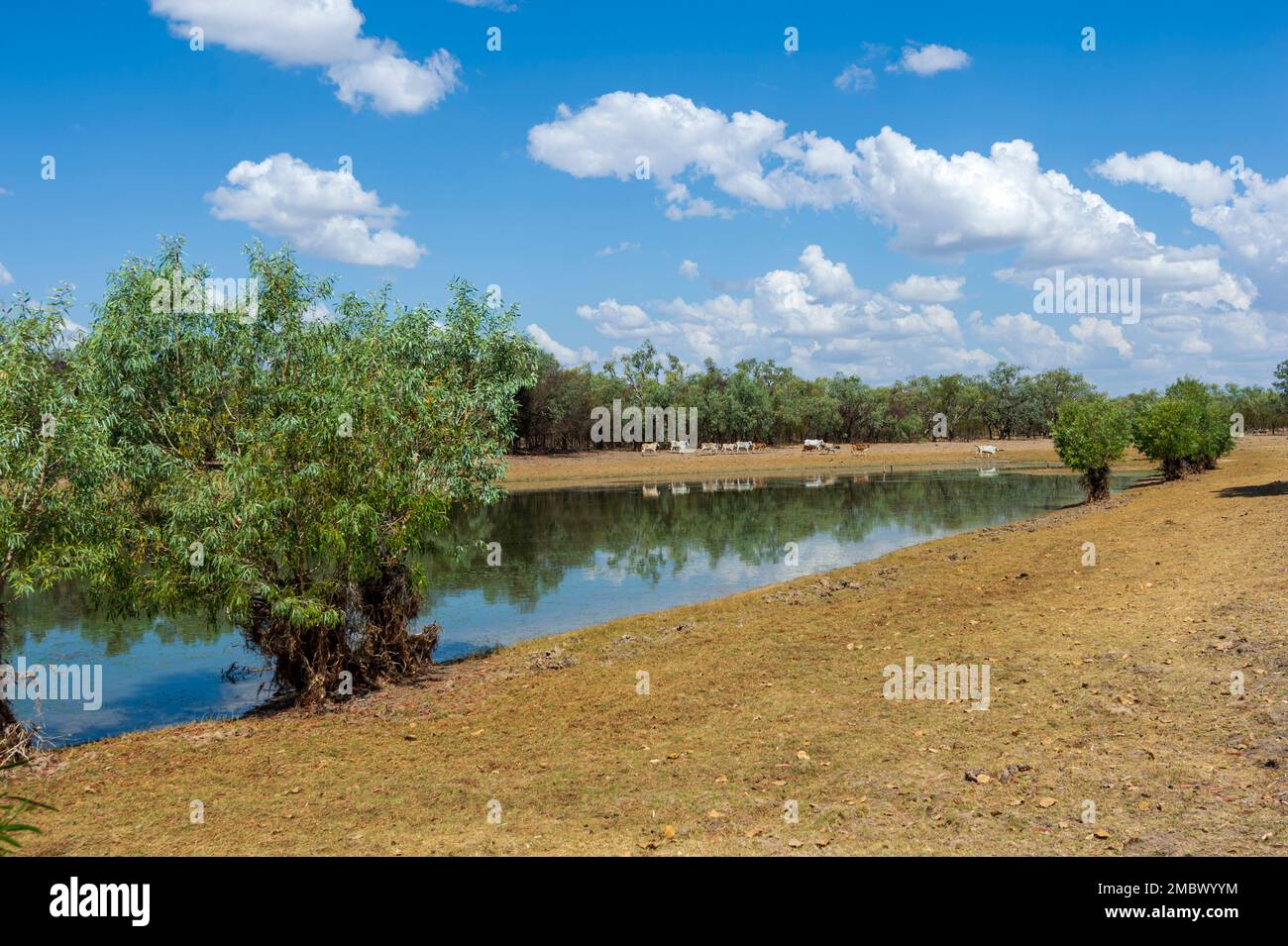 Cattle near water in the Outback near Normanton, Gulf of Carpentaria ...