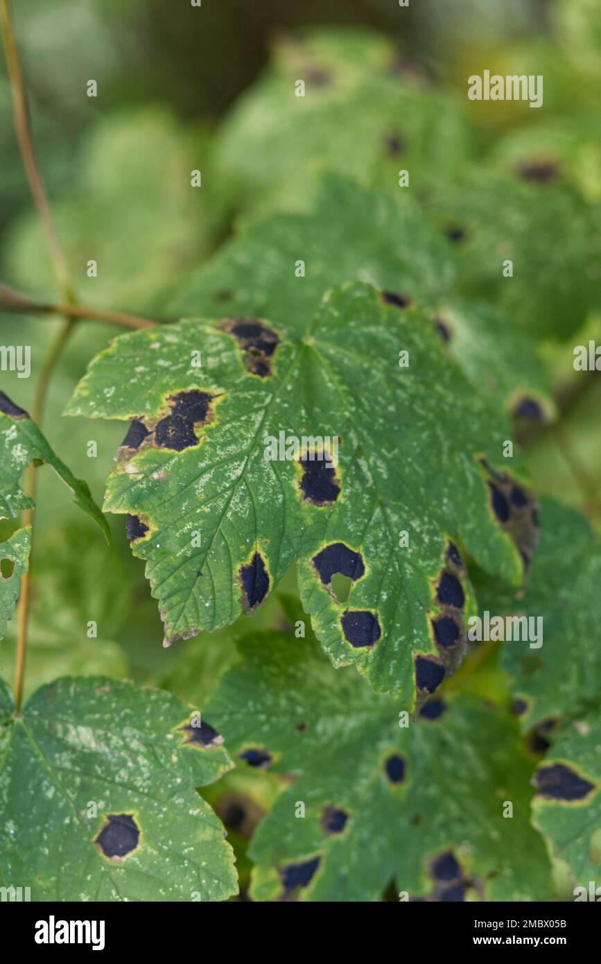 Fungus disease garden ornamental hi-res stock photography and images ...