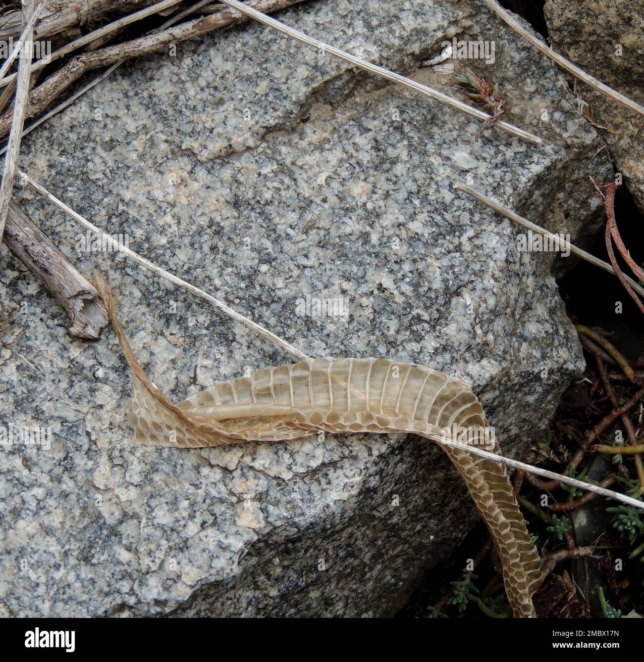 Molting Snake Skin On A Rock Stock Photo - Alamy