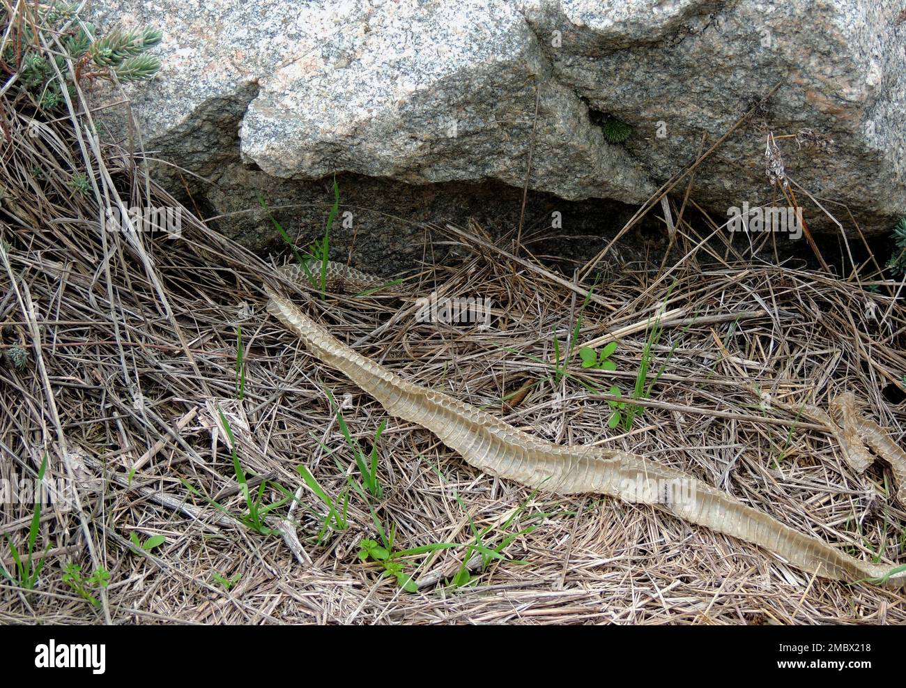 Shedding Snake Skin On A Dry Grass Stock Photo - Alamy