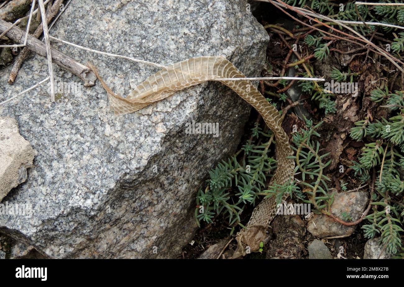 Snakeskin snake skin shed hi-res stock photography and images - Alamy