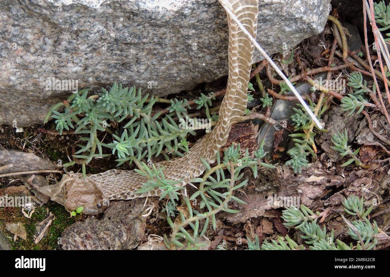Molting Snake Head And Skin Stock Photo - Alamy