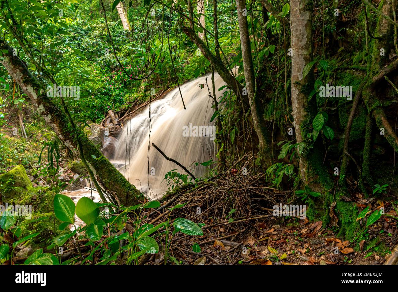 waterfall with rain water in the rain forest Stock Photo - Alamy