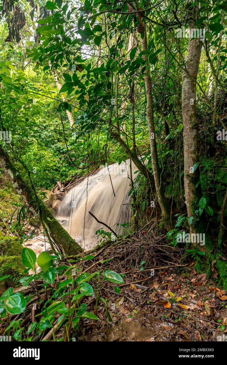waterfall with rain water in the rain forest Stock Photo - Alamy