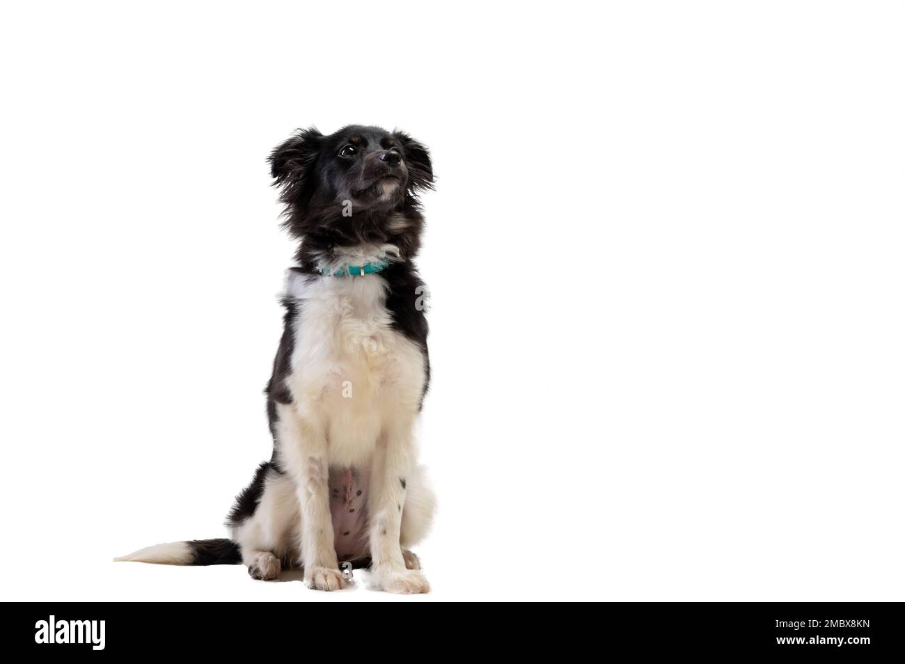 Mongrel black and white dog isolated on a green background. Mixed breed ...