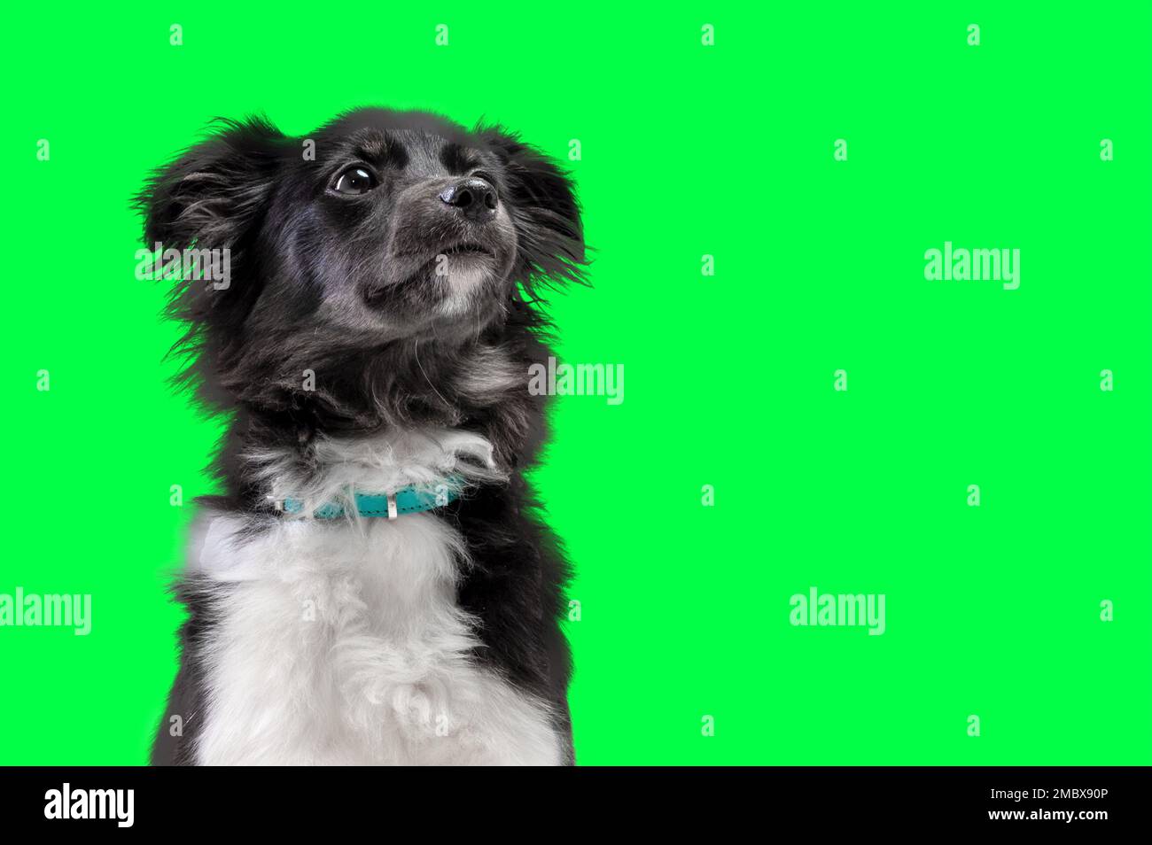 Mongrel black and white dog isolated on a green background. Mixed breed ...