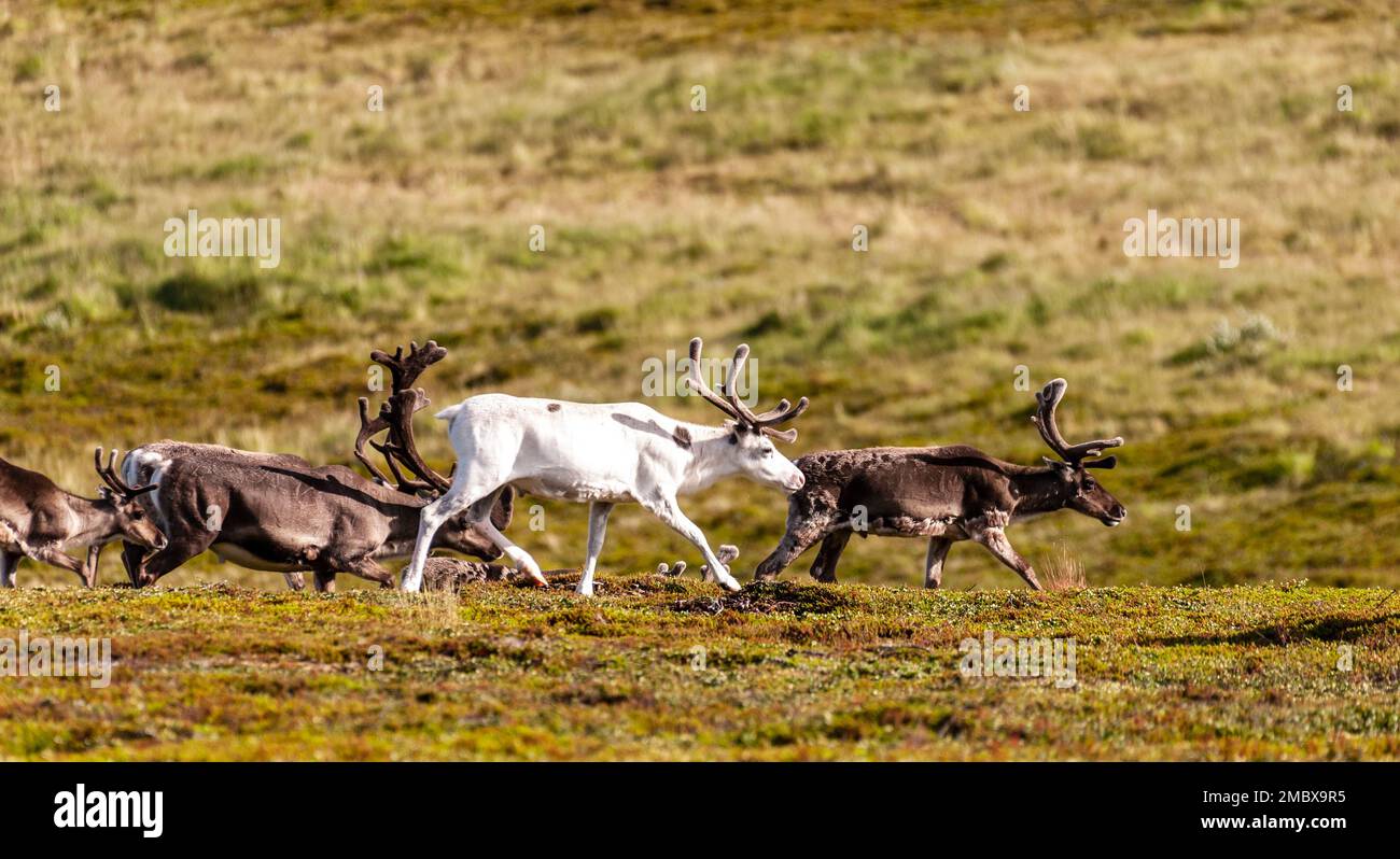 Wild reindeer running tundra hi-res stock photography and images - Alamy