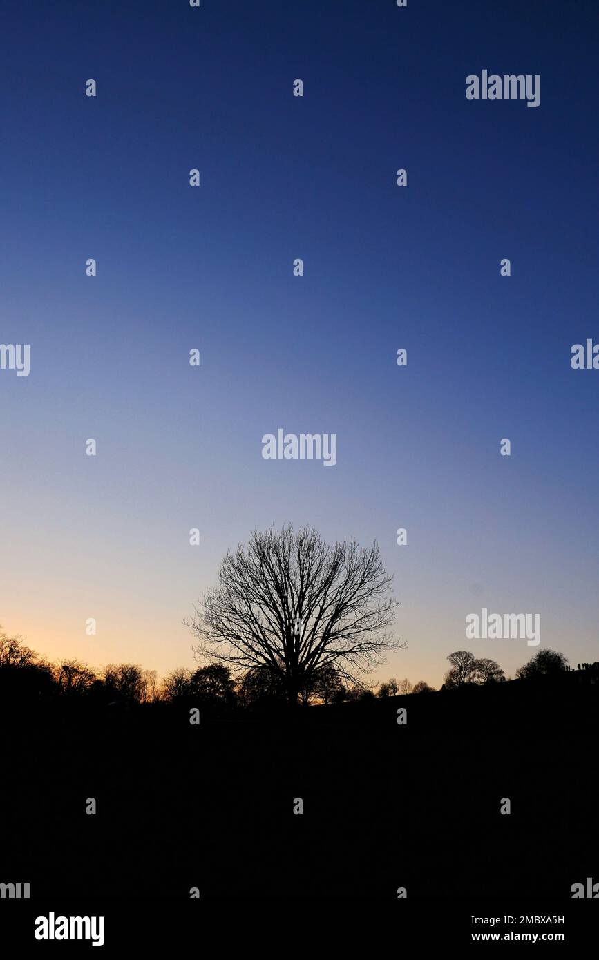 A vertical silhouette of a beautiful tree in a forest at sunset against ...