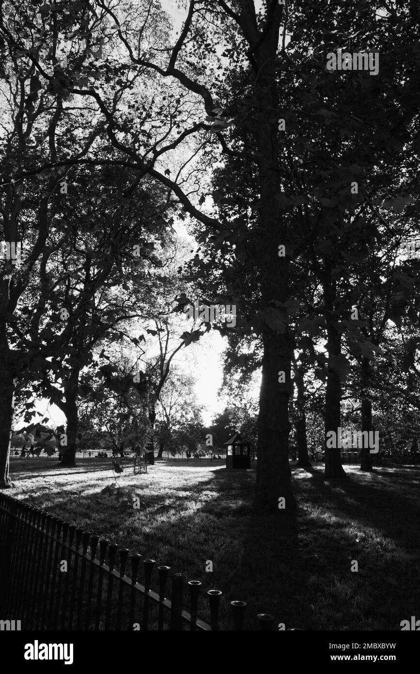 A vertical shot of high trees and grass at a park on a sunny day in ...