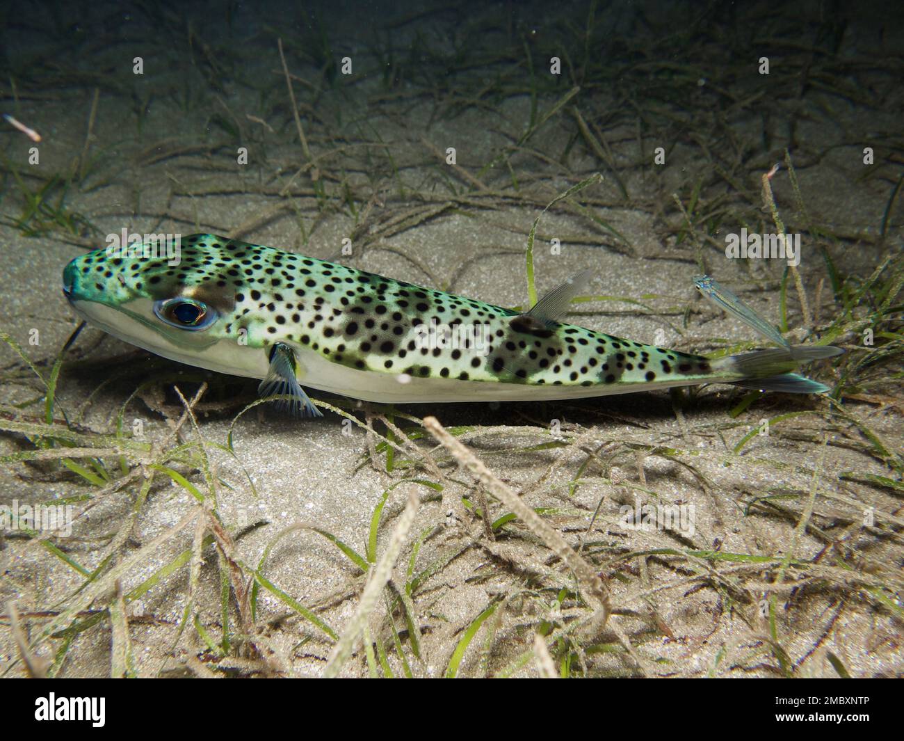 Fish to bite hi-res stock photography and images - Alamy