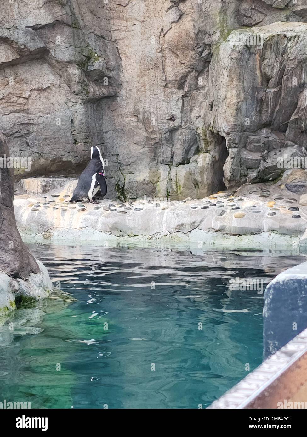 Shot penguins on rock hi-res stock photography and images - Alamy