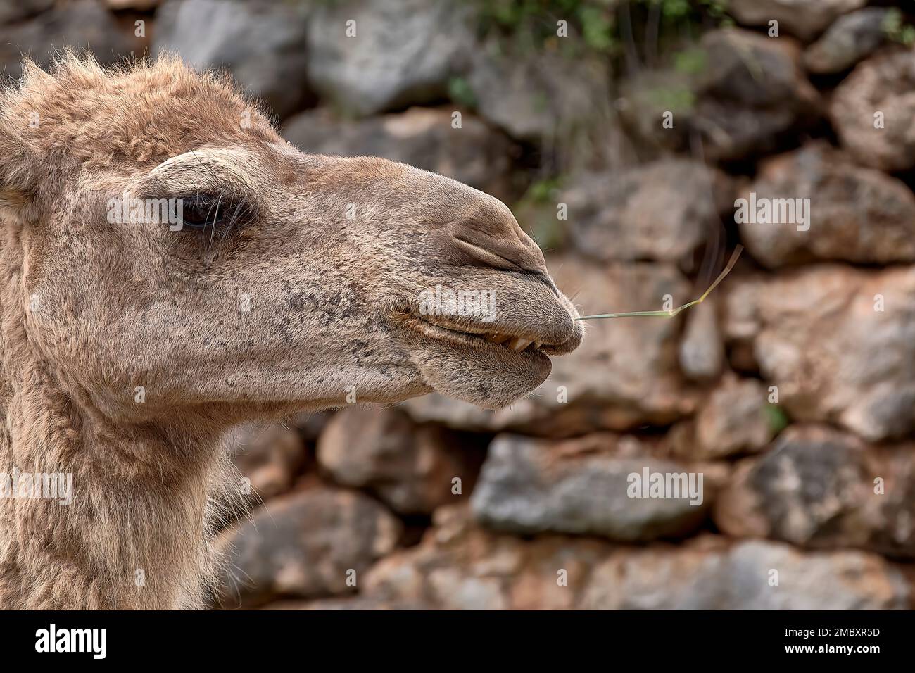 Detail of the head of a dromedary. Cloudy sky, texture, hairs, eye ...