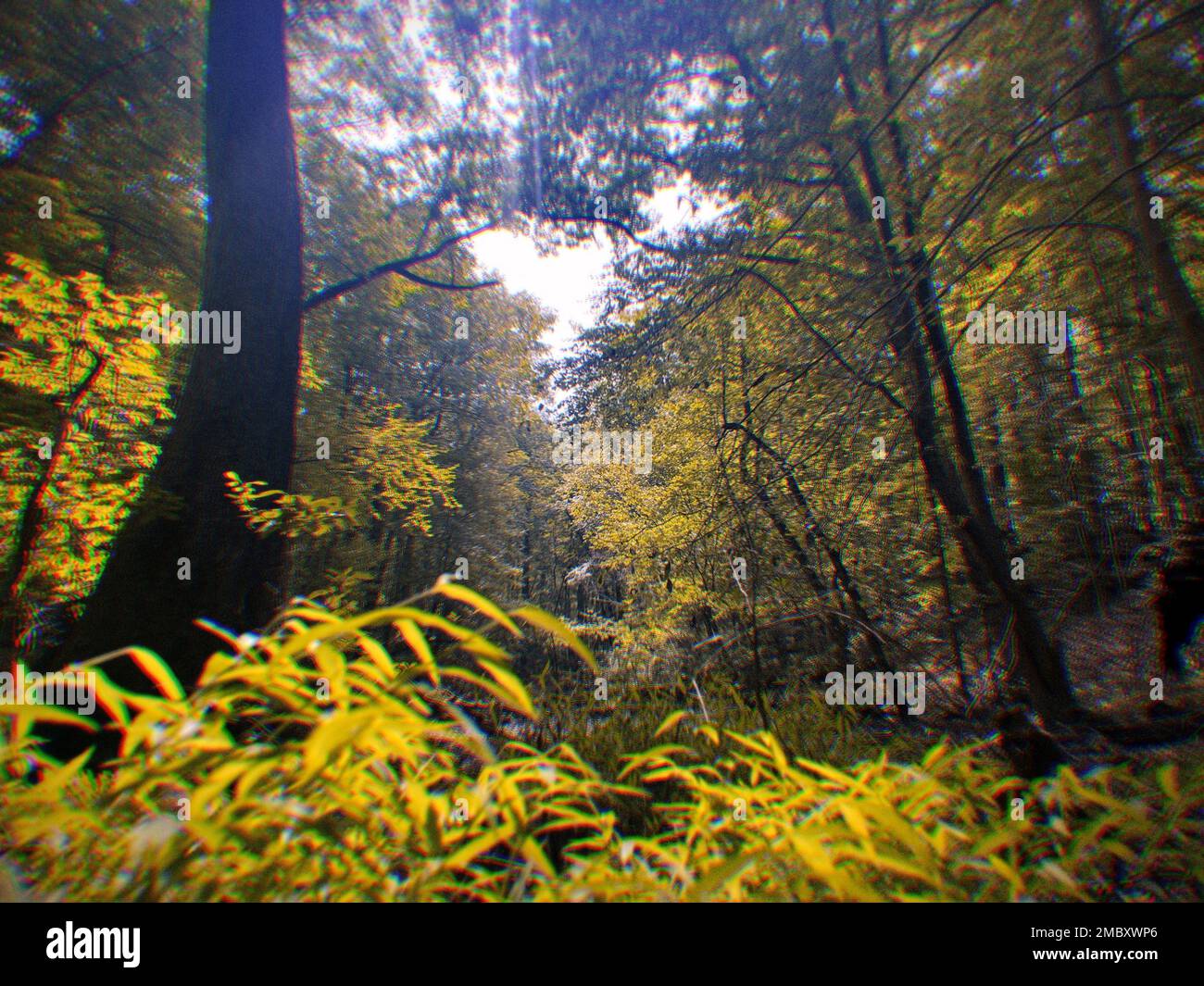 A forest trail against bright sun background Stock Photo - Alamy