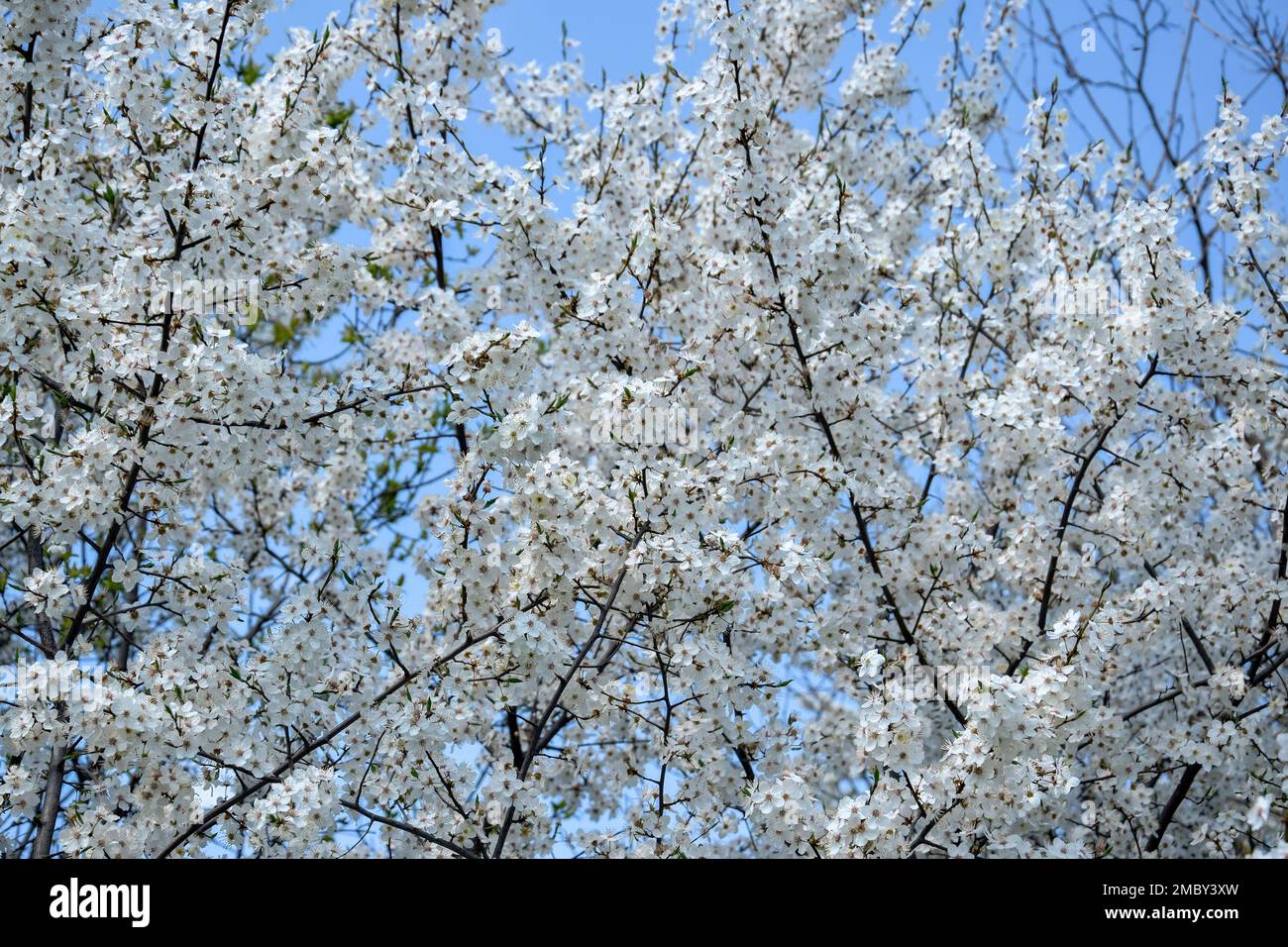 Branches of cherry blossoms in garden in springtime. Blooming Cherry ...