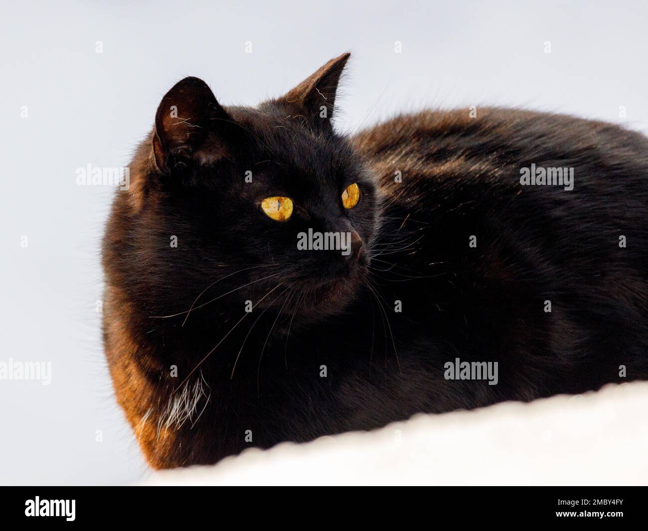Portrait of a black cat on a white snowy background Stock Photo - Alamy