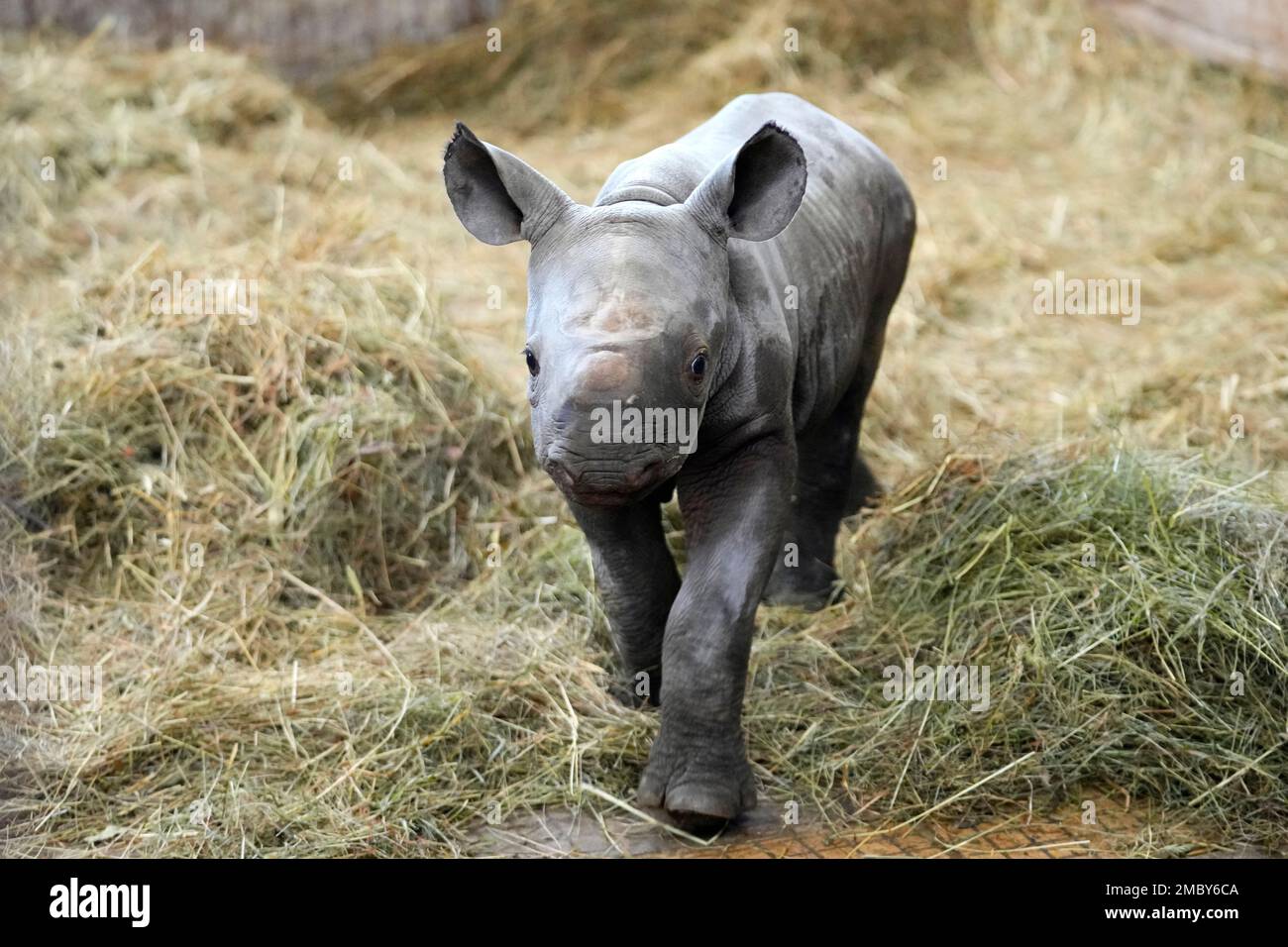 A newly born critically endangered eastern black rhino walks in its ...