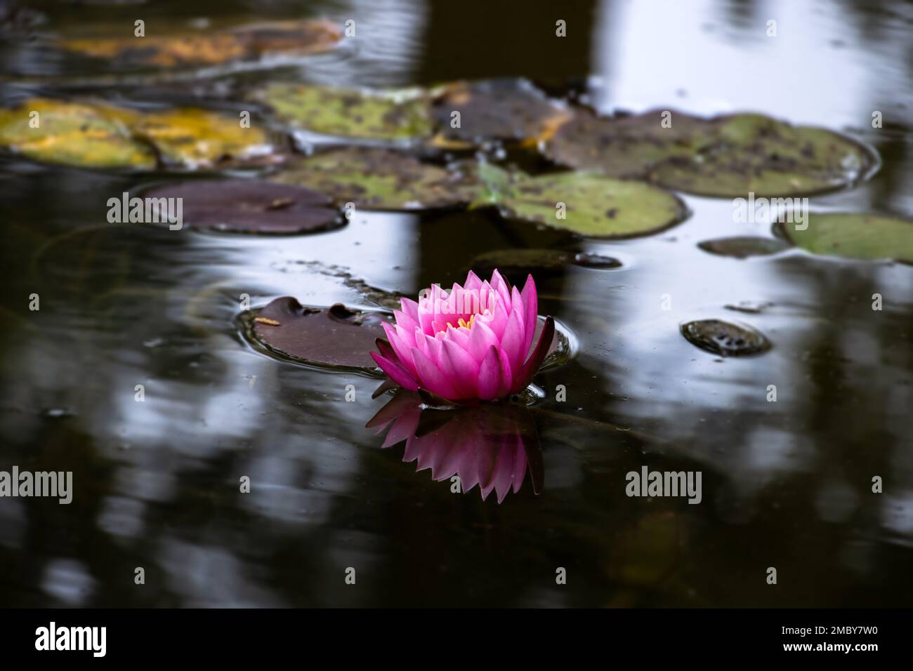 Fuchsia water lily Stock Photo - Alamy