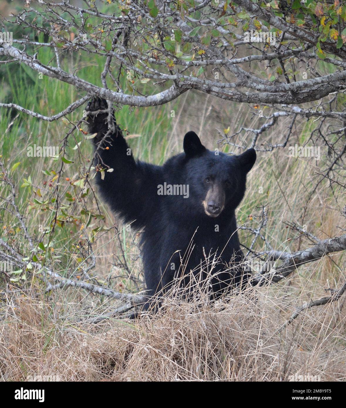 A vertical shot of a cute American black bear (Ursus americanus) with a ...
