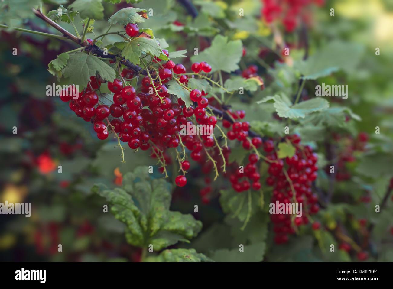 Bunches of red currants on a branch. Ripe berries on a blurred ...