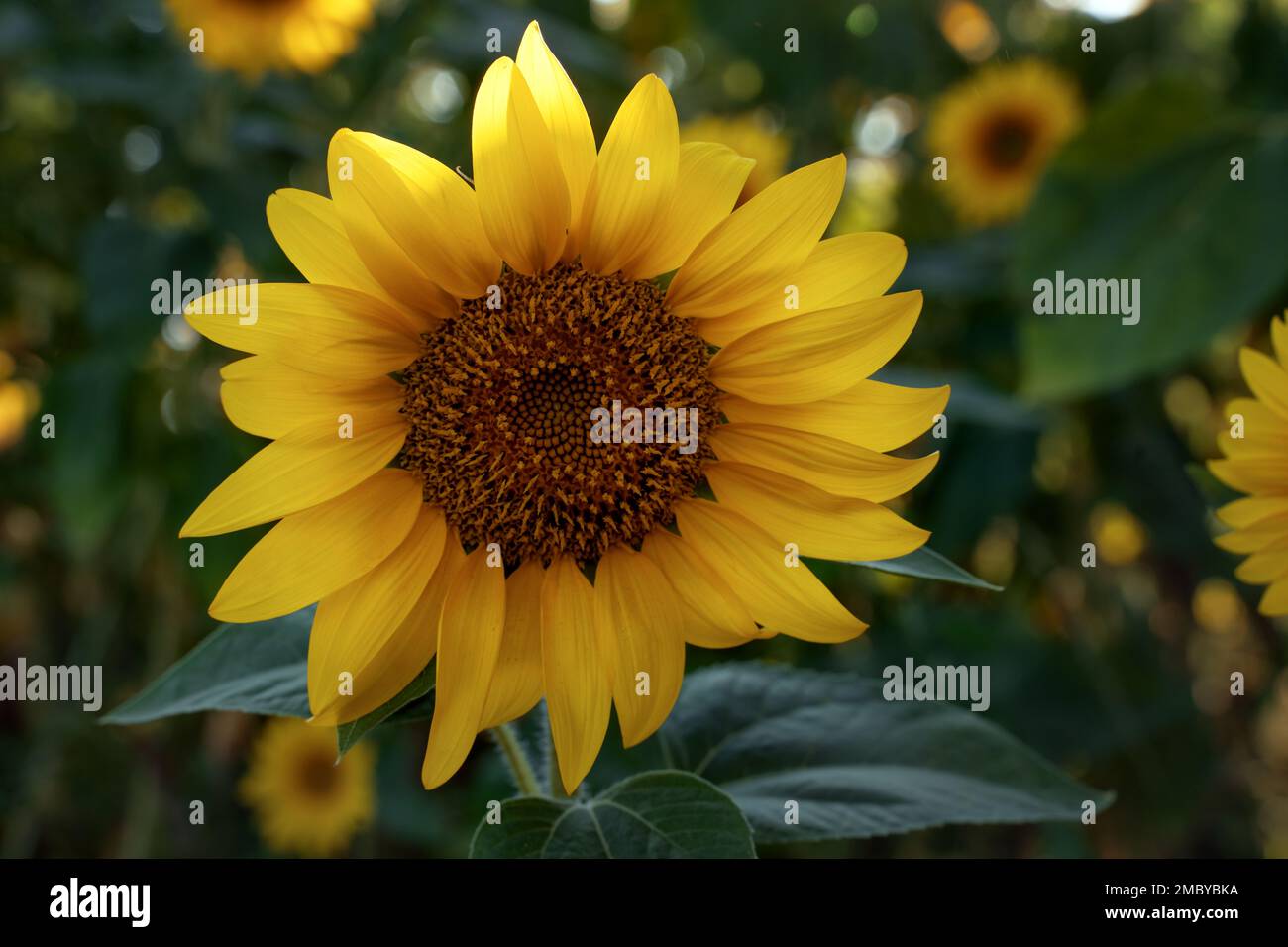 One sunflower sun rays hi-res stock photography and images - Alamy