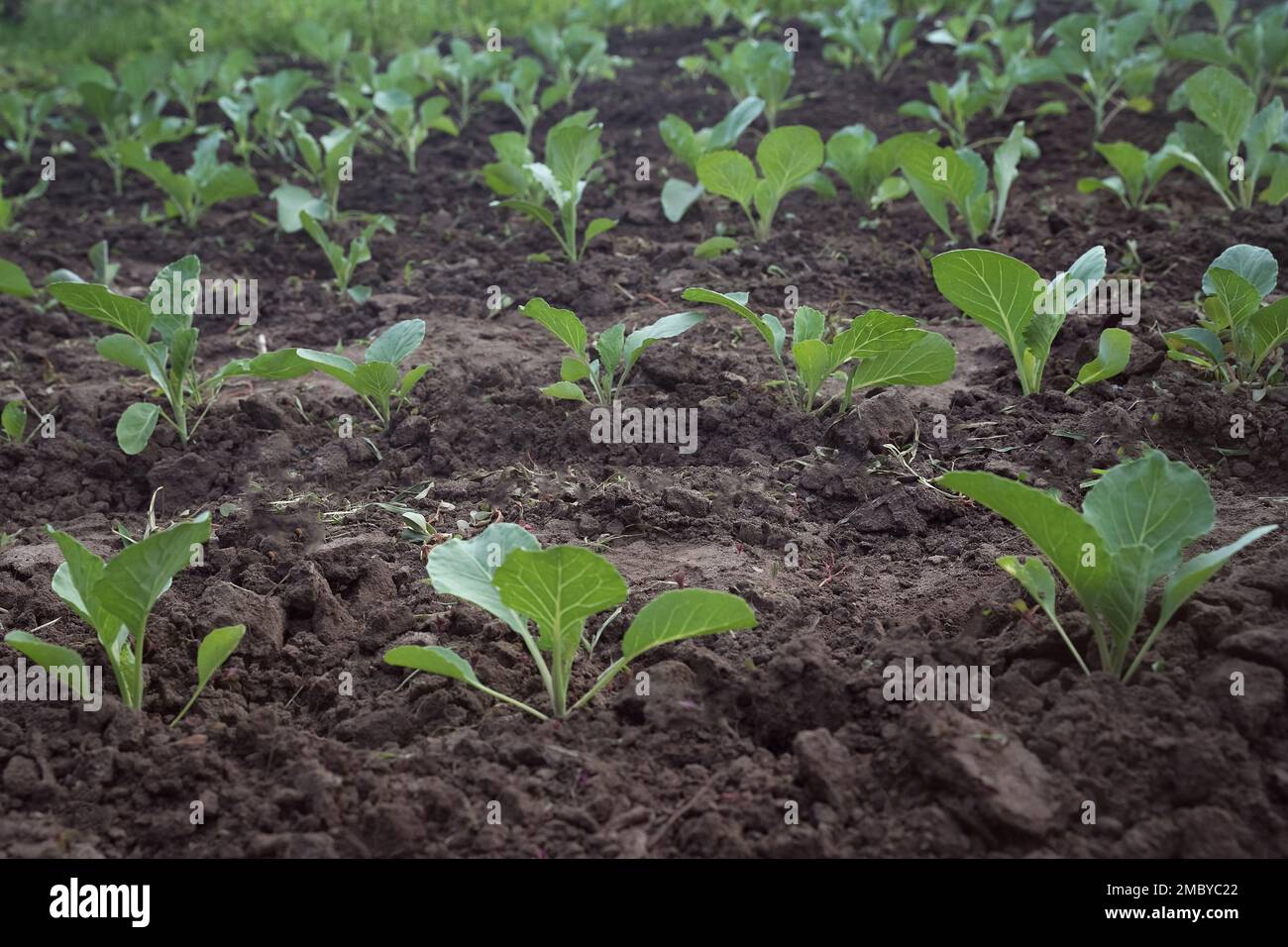 Bushes of young cabbage close-up, side view. Cabbage field to the ...
