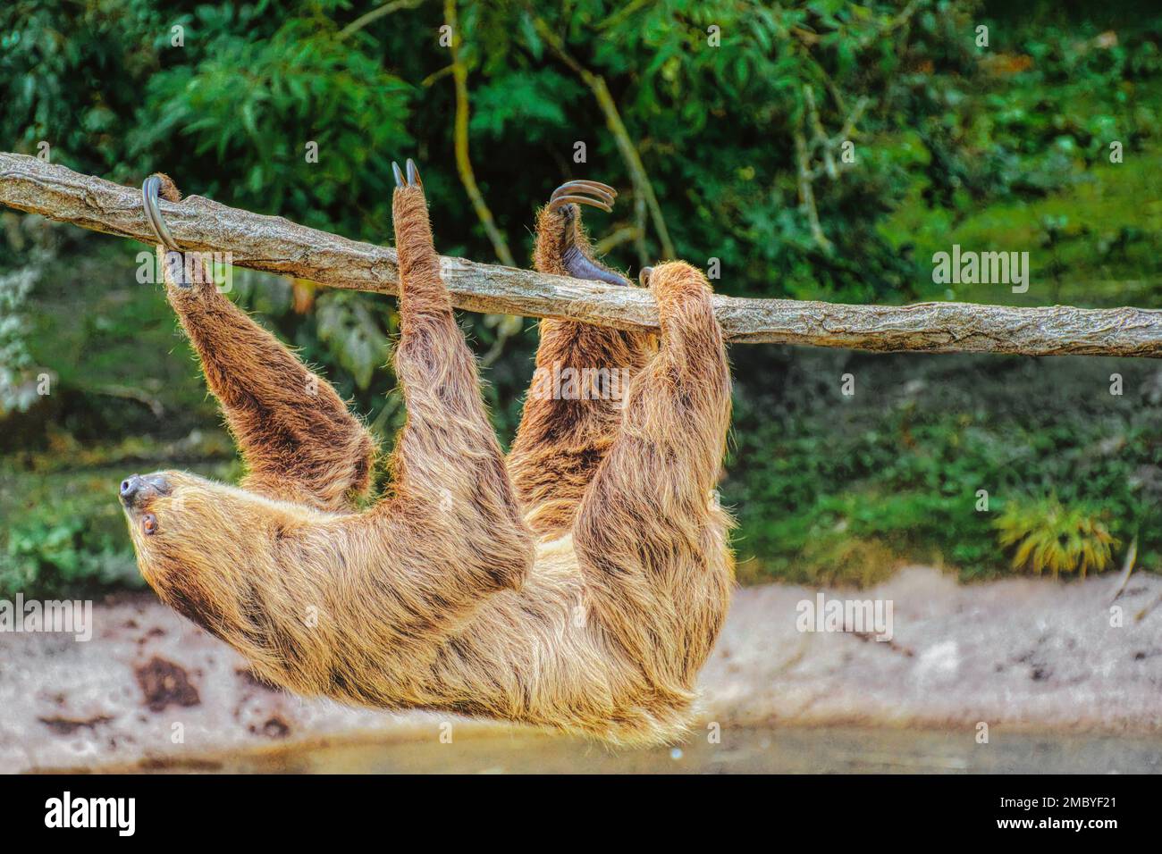 Two-toed sloth is walking along a rope Stock Photo - Alamy